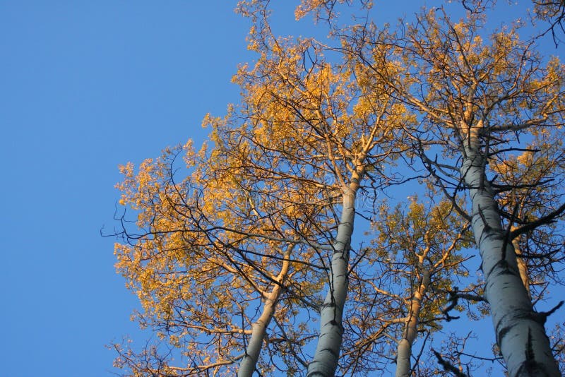 Autumn Aspen Trees in Early Morning Light Stock Photo - Image of limbs ...