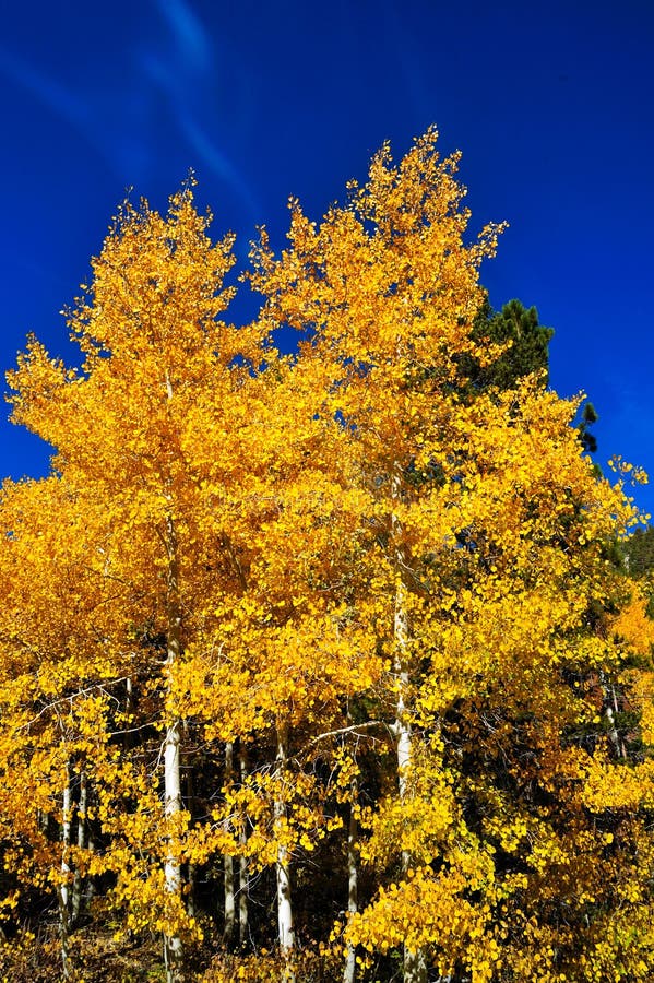 Autumn Aspens stock image. Image of scenic, seasonal - 24844579