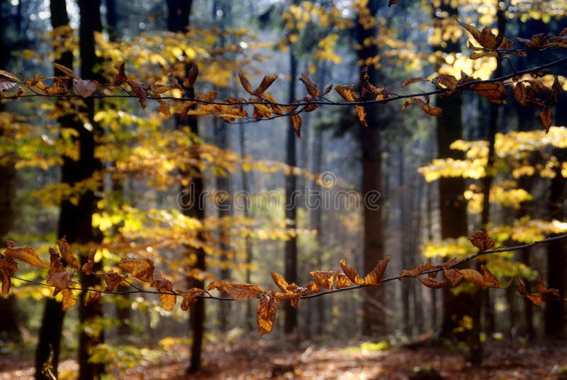 Autumn Atmosphere in a German Forest Stock Image - Image of autumn ...