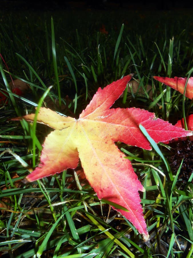 Autumn stock image. Image of leaves, bright, shine, neutral - 102515653