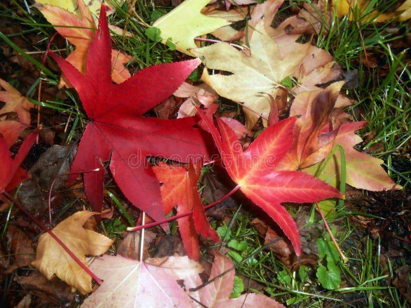 Autumn stock photo. Image of yellow, soft, leaves, neutral - 102515894