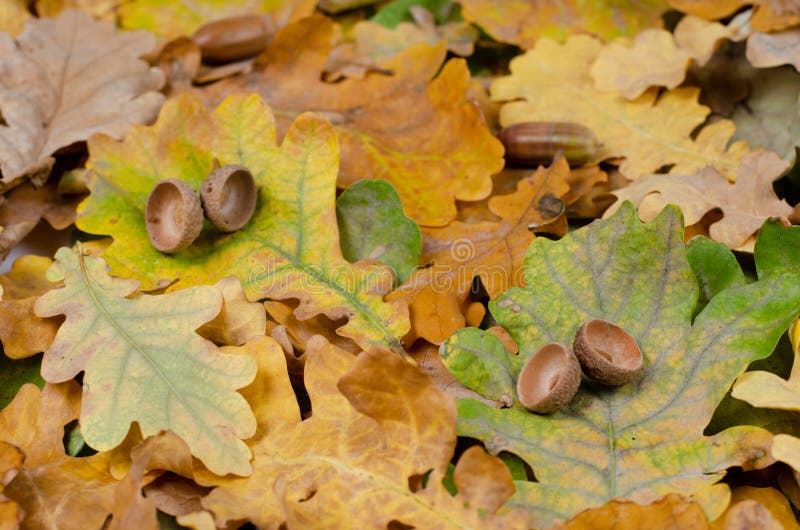 Acorn Falling on the Pile of Rusty Leaves in the Park Stock Photo ...
