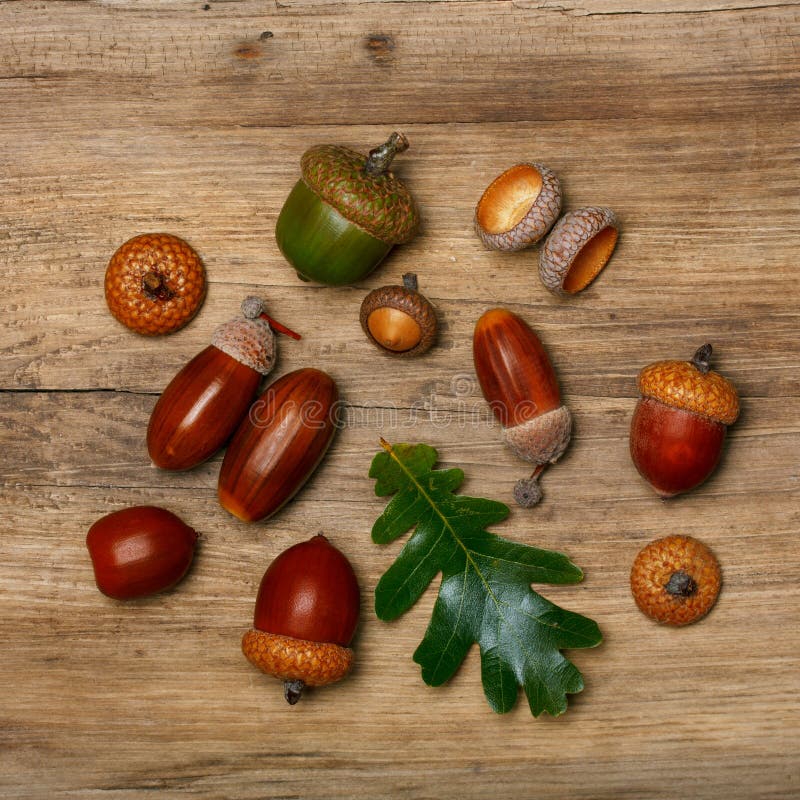 Colorful Acorns with One Small Oak Leaf Stock Image - Image of crafts ...
