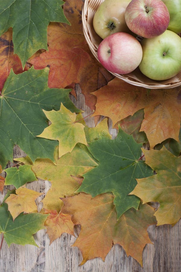 Autumn Background from Apples and Maple Leaves Stock Image - Image of ...