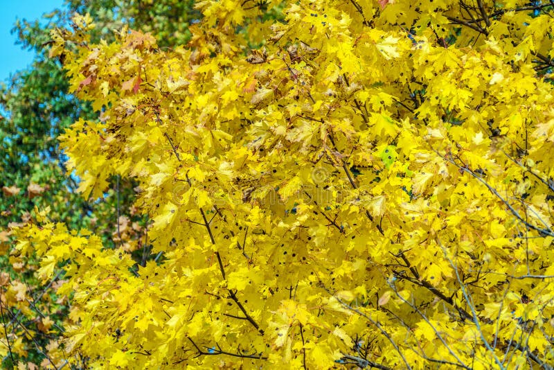 Autumn Background with Bright Yellow Maple Leaves Stock Photo - Image ...