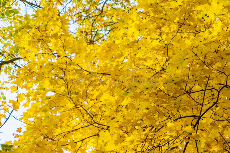 Autumn Background with Bright Yellow Maple Leaves Stock Photo - Image ...