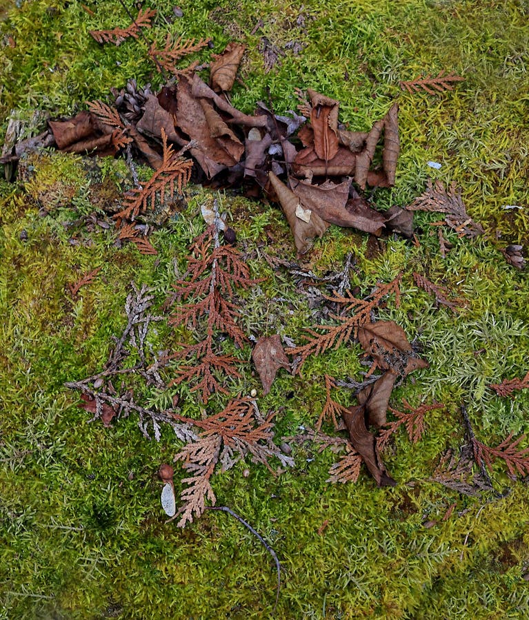 Autumn Background of Cedar Branches and Fallen Leaves Stock Image ...