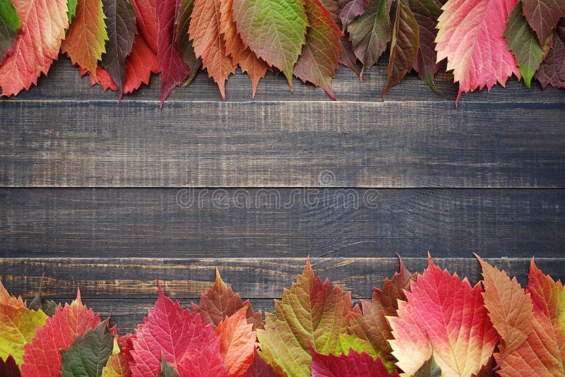 Autumn Background with Colored Leaves on Wooden Board. Stock Photo ...