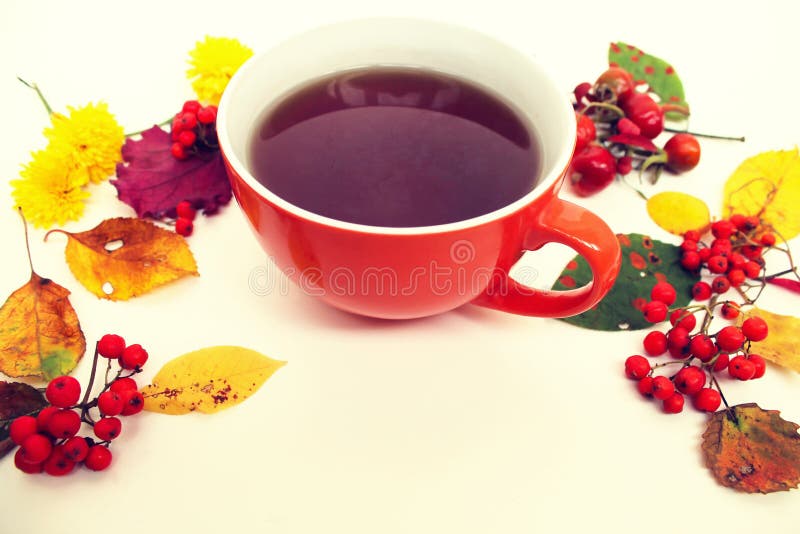 Autumn Background. Colorful Leaves, Tea and Red Berries Stock Image ...