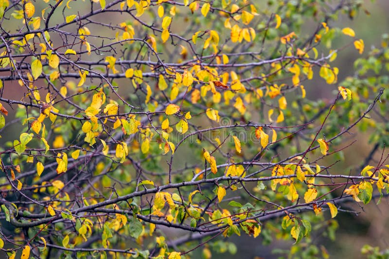Autumn Background with Colorful Autumn Leaves on a Tree Stock Photo ...