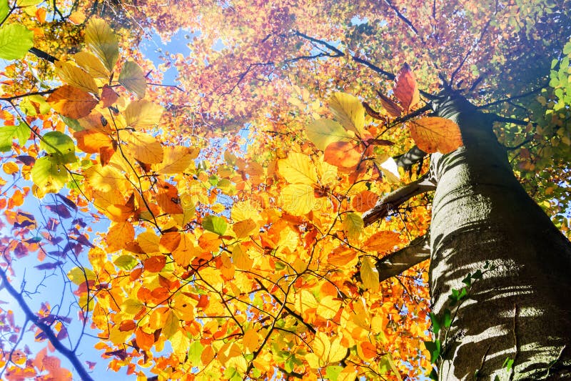 Autumn Background with Colorful Leaves Stock Image - Image of copyspace ...