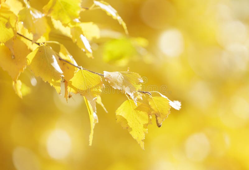 Tree Yellow October Environment Breathtaking Stock Photo - Image of ...