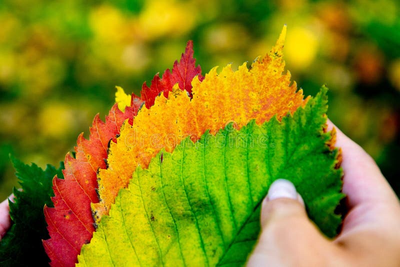 Autumn Background, Colors of Fall. Keep Colorful Leaves on the Palms ...