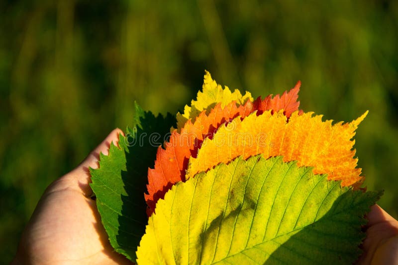 Autumn Background, Colors of Fall. Keep Colorful Leaves on the Palms ...