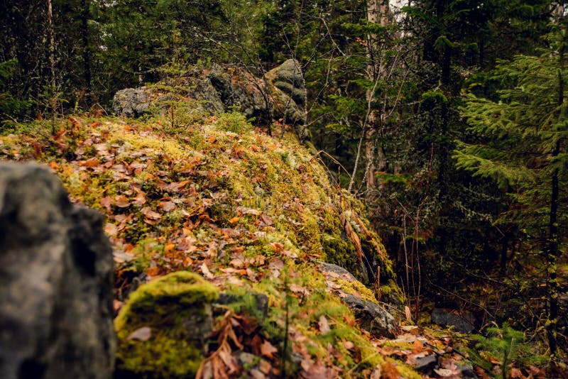 Covered with Moss Rocks and Tree at Magical Forest. Stock Photo - Image ...