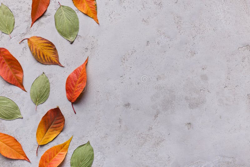 Autumn Background of Different Colored Fallen Leaves on Grey Stock ...