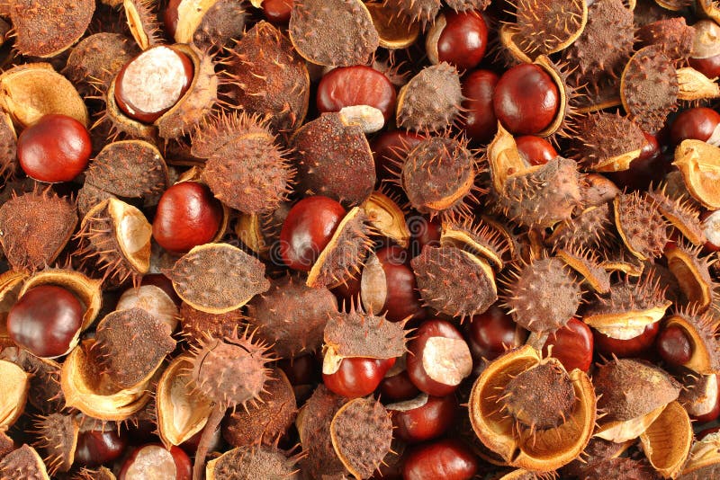 Autumn Background - Dry Horse Chestnuts and Shells Stock Photo - Image ...