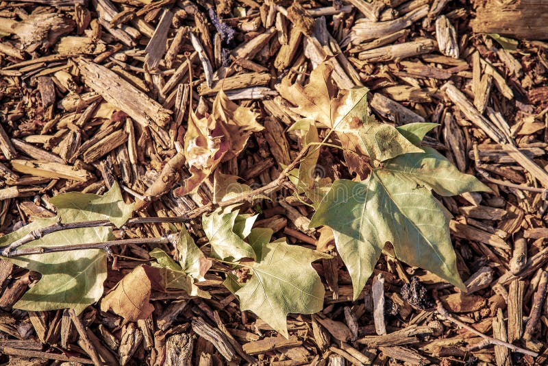 Autumn Background. Dry Leaves on Organic Material Stock Image - Image ...