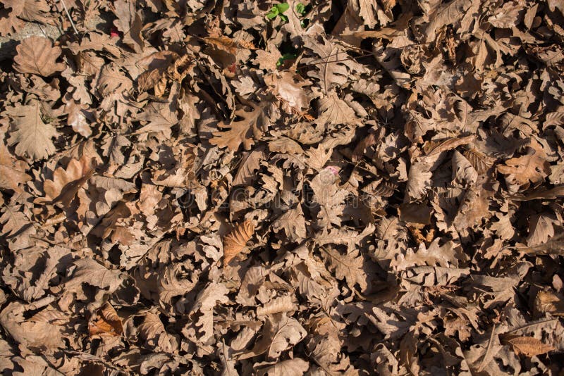 Autumn Background with Dry Leaves Stock Photo - Image of autumn, field ...