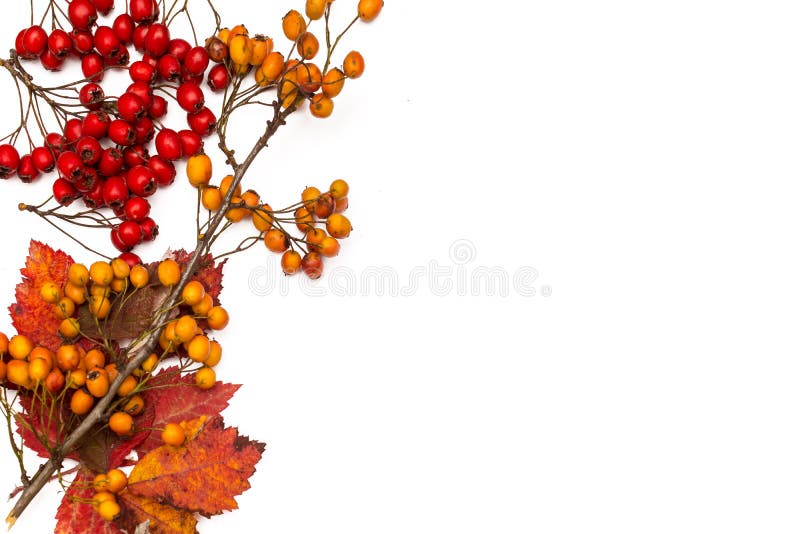 Autumn Background with Fall Leave and Fruits on White Background Stock ...