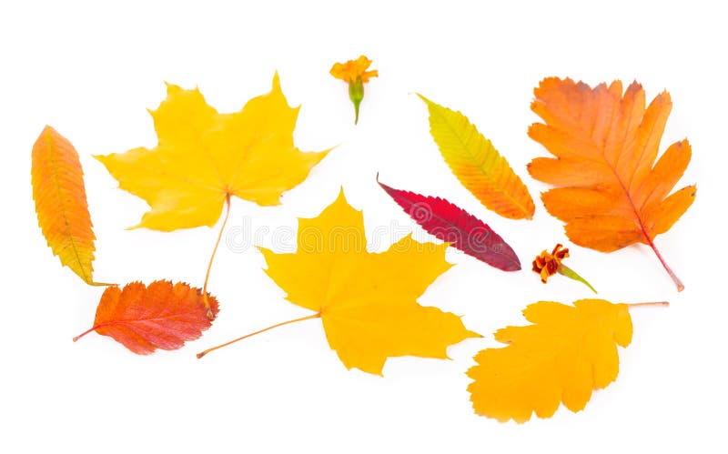 Autumn Background of Fall Leaves on White Background Stock Image ...