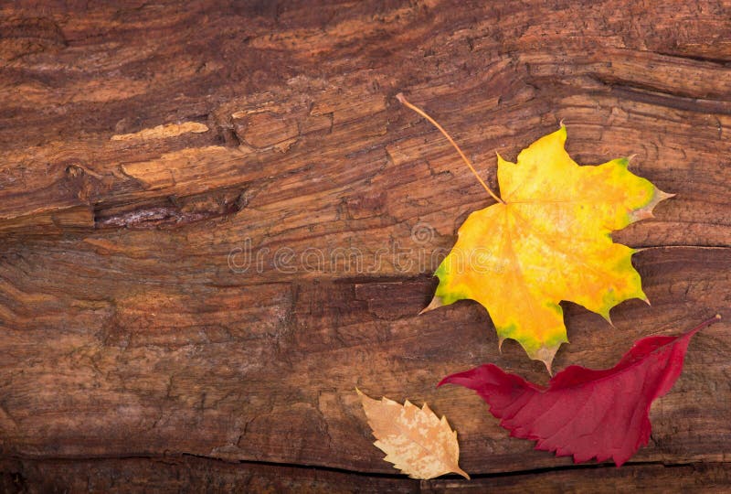 Autumn Background of Fall Leaves on the Wooden Board Stock Photo ...