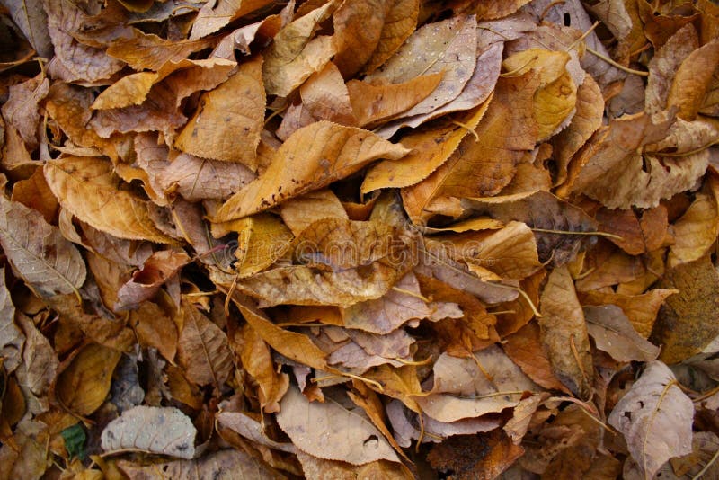 Autumn Background - Fallen Brown Leaves Stock Photo - Image of brown ...