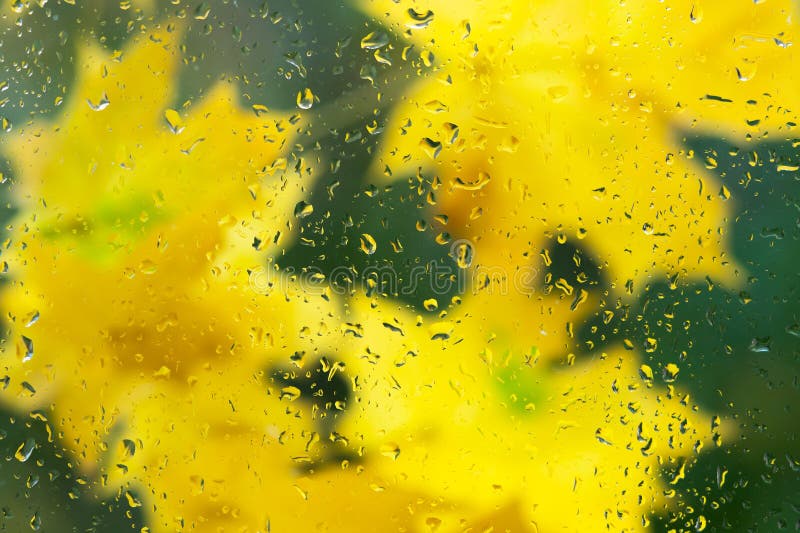 Autumn Background - Falling Maple Leaves, Window with Rain Drops, Rainy ...