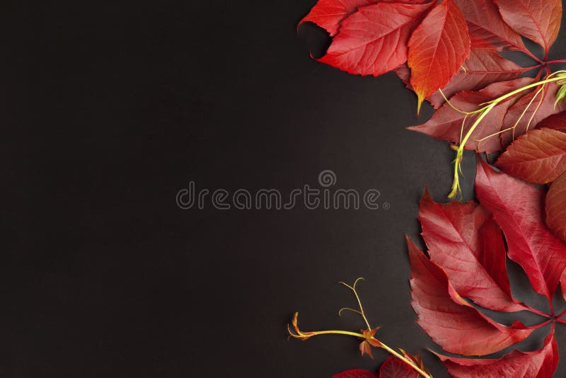 Autumn Background, Flat Layout of Red Autumn Grape Leaves, Top View on ...