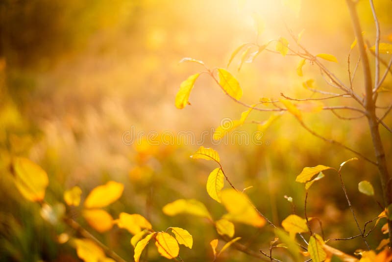 Autumn Background, Flooded with the Sun. Yellow Leaves, Selective Focus ...