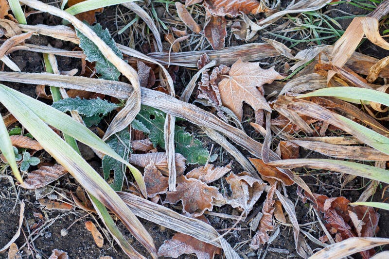 Autumn Background with Frozen Leaves Stock Image - Image of colorful ...