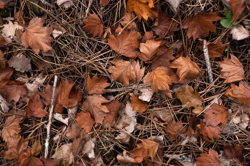 Autumn Background with Golden Fall Leafs in the Forest Stock Photo ...