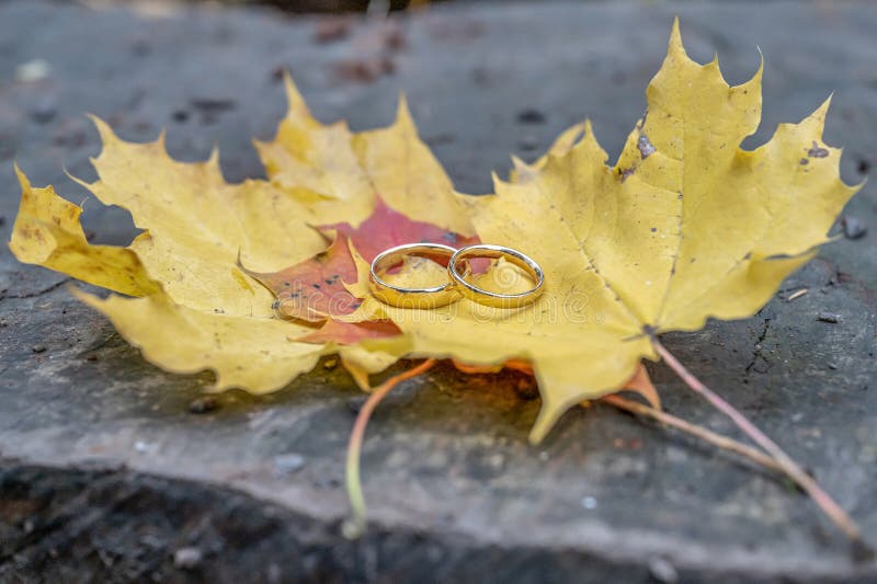 Autumn Background Golden Wedding Rings on Green Leaf on Tree Stump in ...