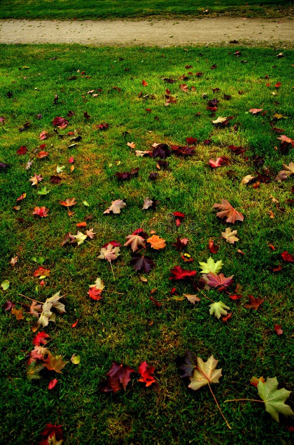 Autumn Background, Green Grass with Falling Leaves Stock Image - Image ...