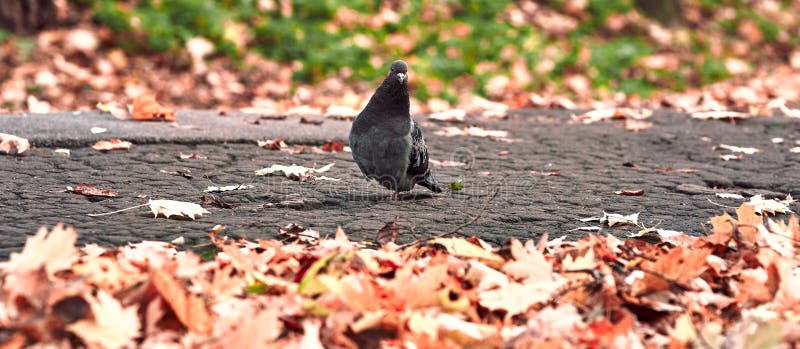 Autumn Background with the Image of a Dove Stock Image - Image of color ...