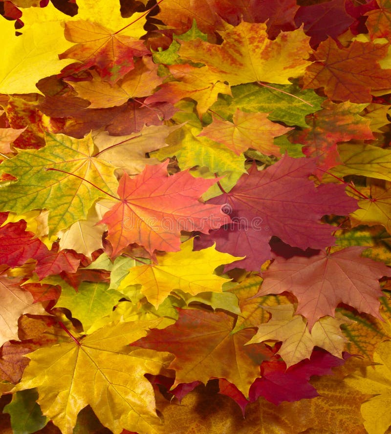 Autumn Background, Leaf Fall, Fall of the Leaf Stock Photo - Image of ...