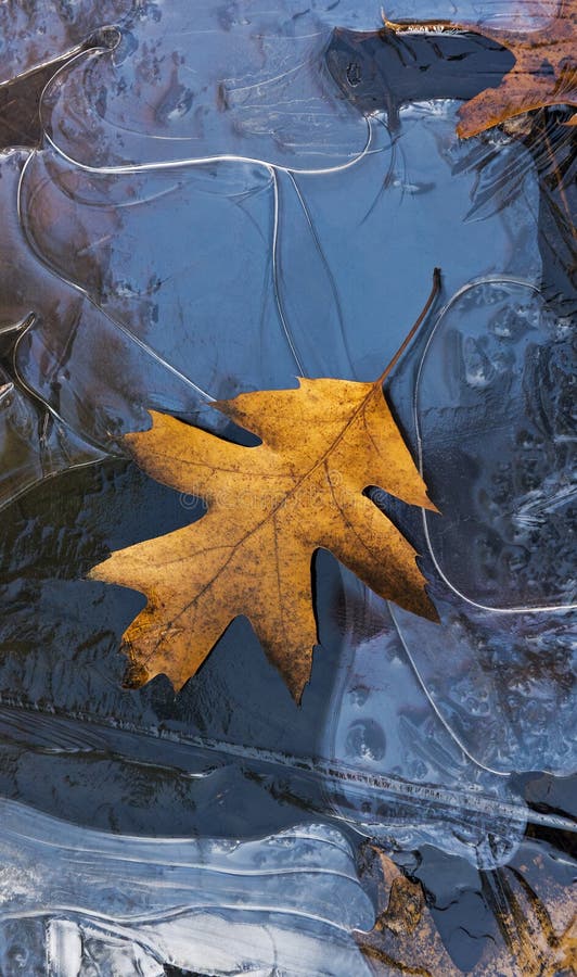 Autumn Background, Leaf and Frozen Water Stock Photo - Image of cold ...