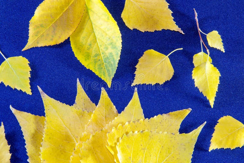 Autumn Background with Leaves and on Blue Stock Image - Image of ...