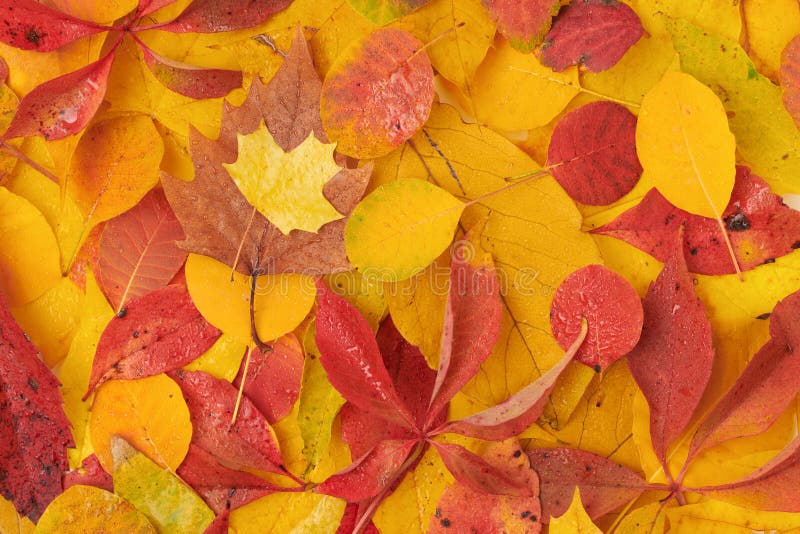 Hello October. Autumn Background with Leaves Stock Photo - Image of ...