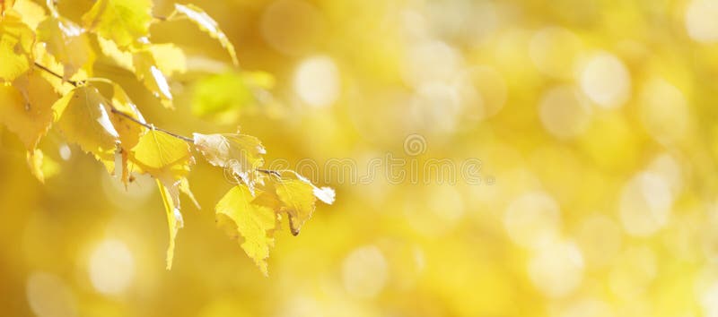 Autumn Background. Autumn Leaves on a Tree on Blurred Yellow Background ...