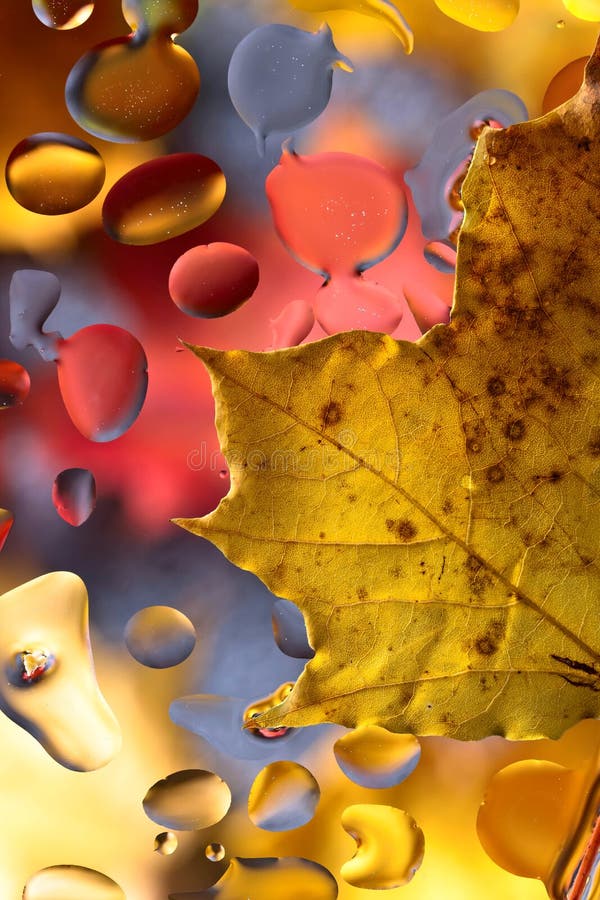 Autumn Background with Leaves and Water Drops Stock Image - Image of ...