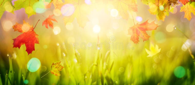 Autumn Background with Maple Leaves Over Fall Nature Bokeh Stock Image ...