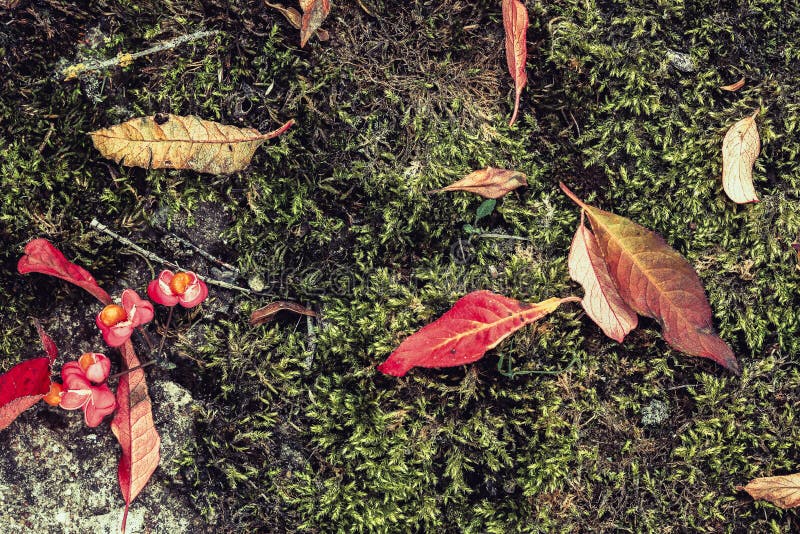 Autumn Background with Moss and Red Leaves Stock Photo - Image of flat ...