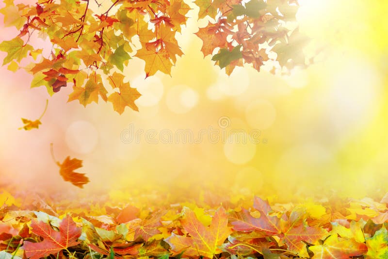 Autumn Background with Multi Colored Leaves Stock Photo - Image of ...