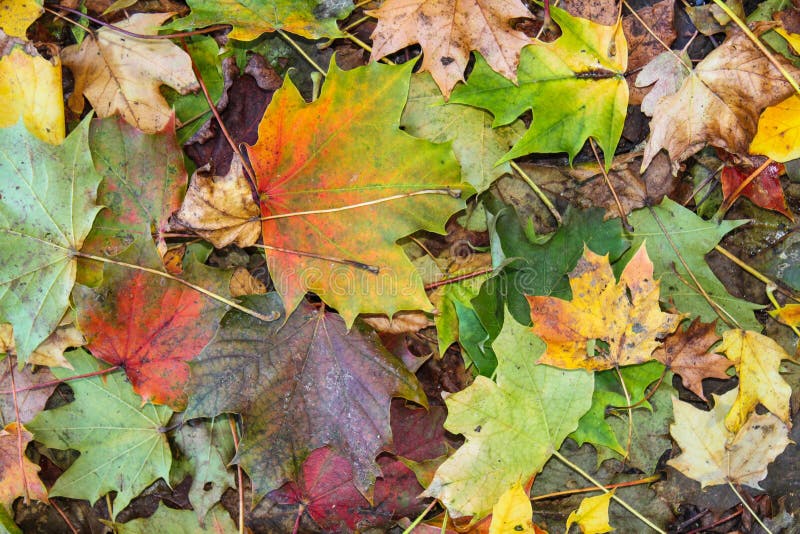 Coloured Leaves stock image. Image of colored, colours - 131154607