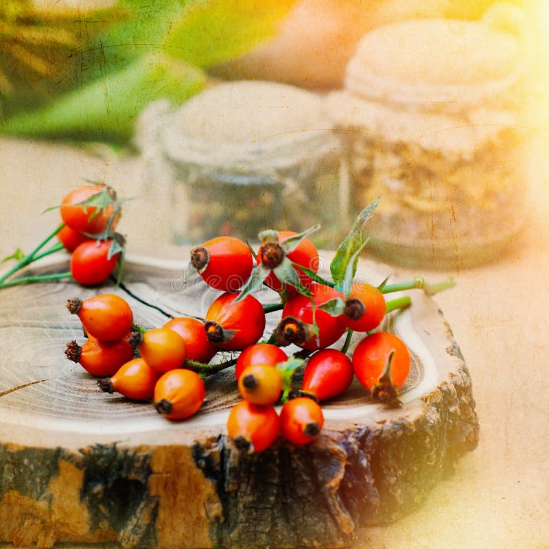 Autumn Background with Natural Elements Stock Image - Image of briar ...