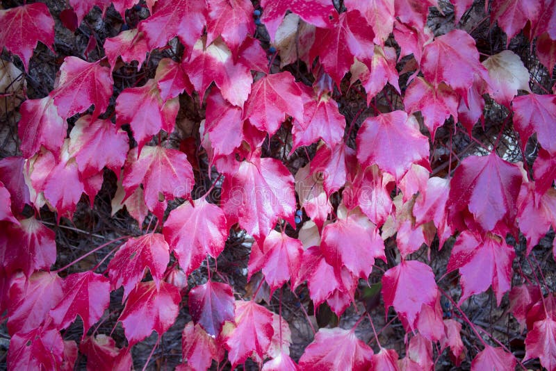 Autumn Background. Pink Bright Vine Leaves Stock Photo - Image of ...