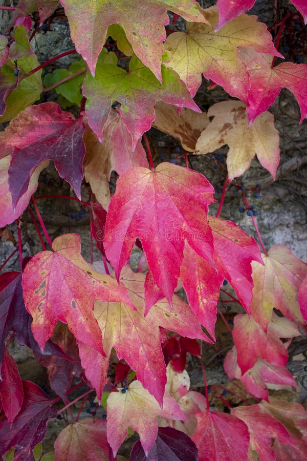 Autumn Background. Pink Bright Vine Leaves Stock Photo - Image of ...