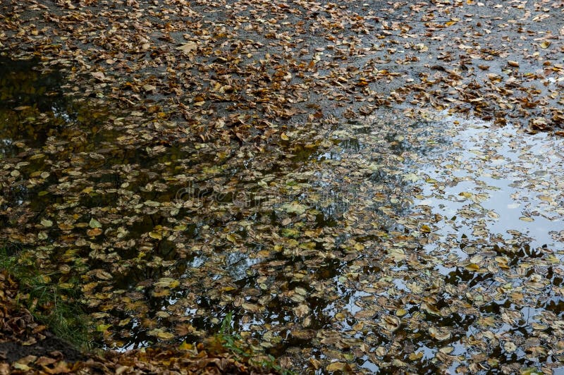 Autumn Background: a Puddle with Autumn Leaves Stock Image - Image of ...