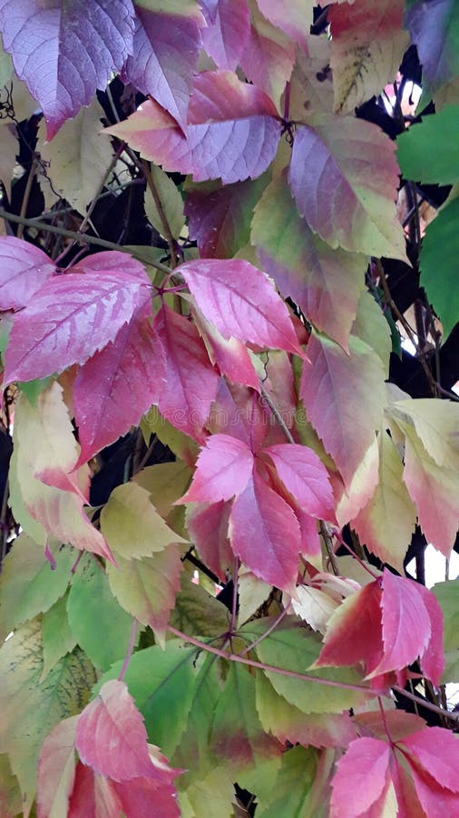 Autumn Background from Red Grape Leaves. Floral Background. Stock Image ...